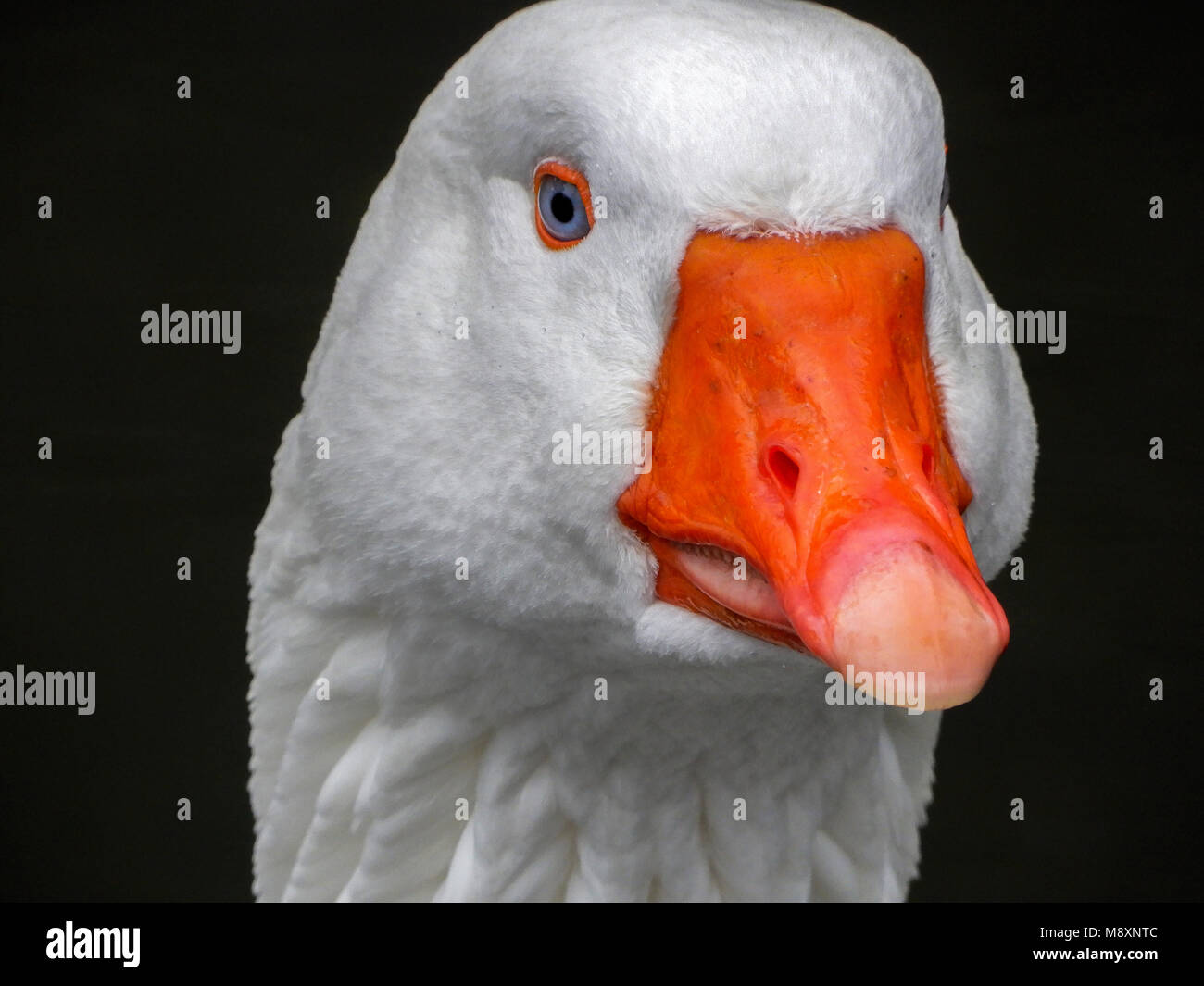 Goose close up Stock Photo - Alamy