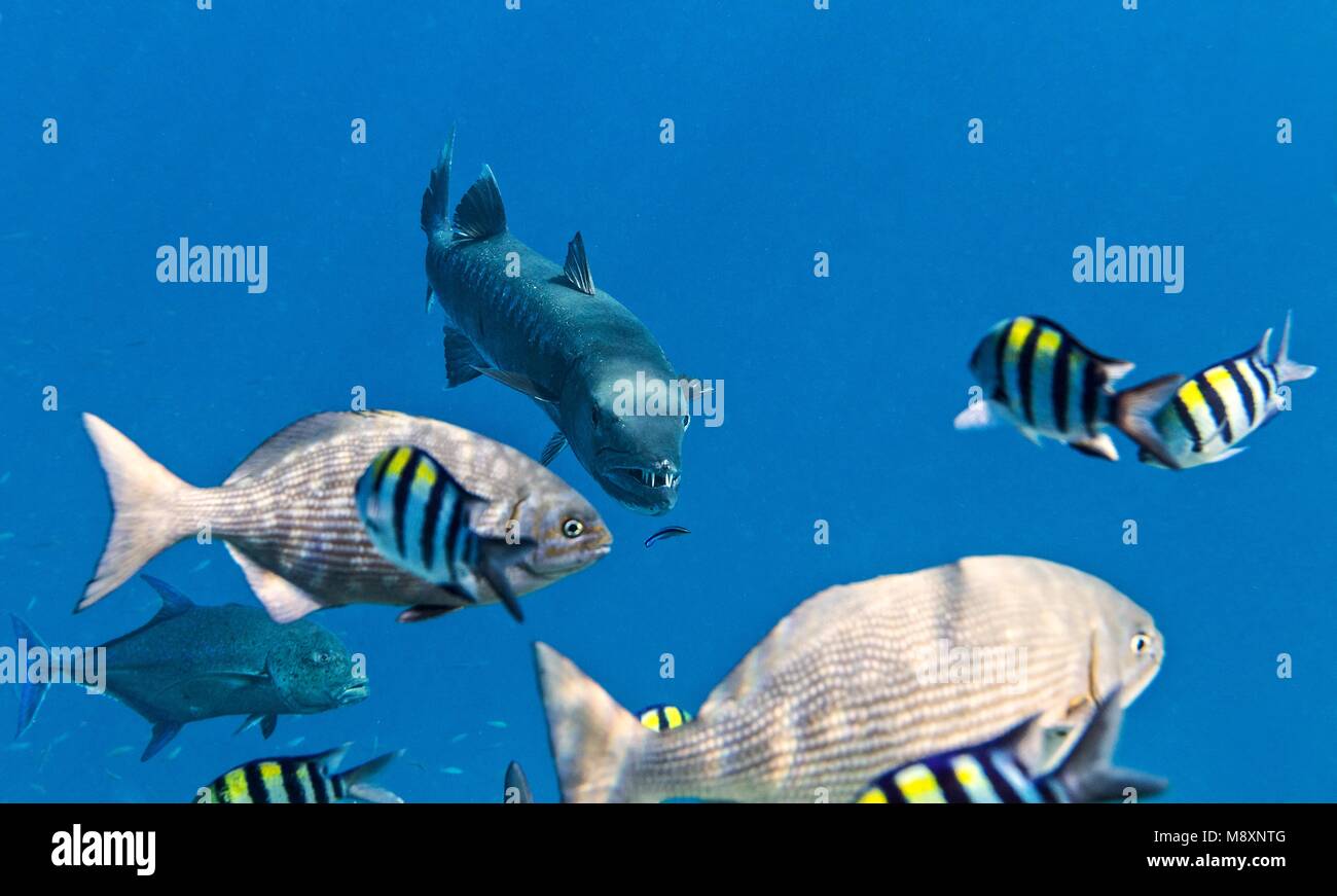 Barracuda is hunting in The Indian Ocean, Maldives Stock Photo - Alamy