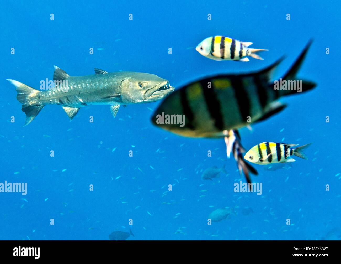Barracuda is hunting in The Indian Ocean, Maldives Stock Photo - Alamy