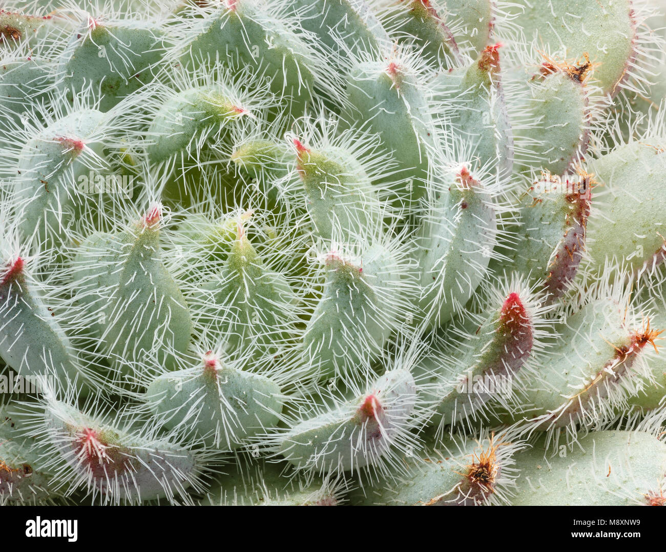 Echeveria Setosa High Resolution Stock Photography and Images - Alamy