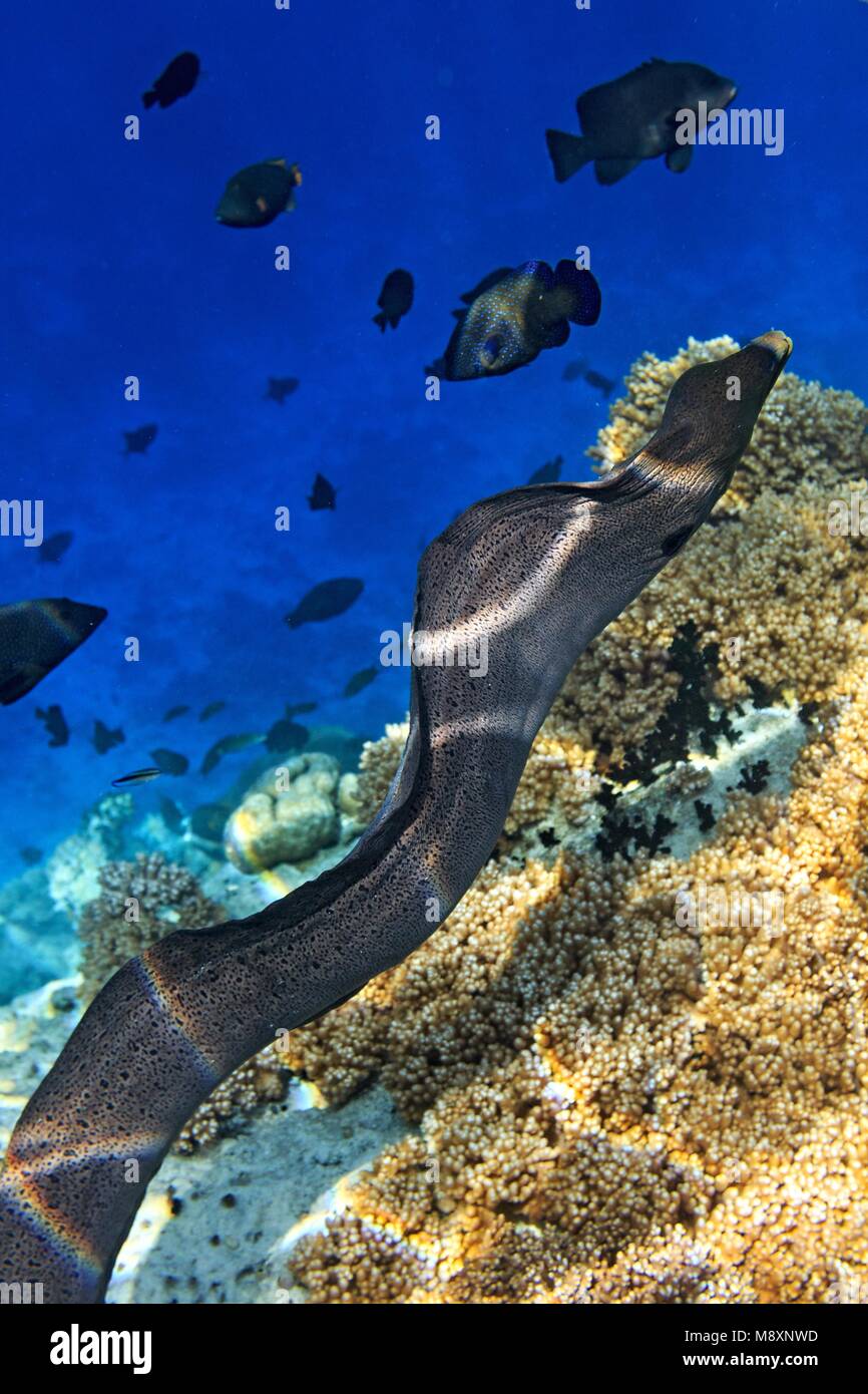 Moray eel is on coral reef, Maldives, The Indian Ocean Stock Photo - Alamy