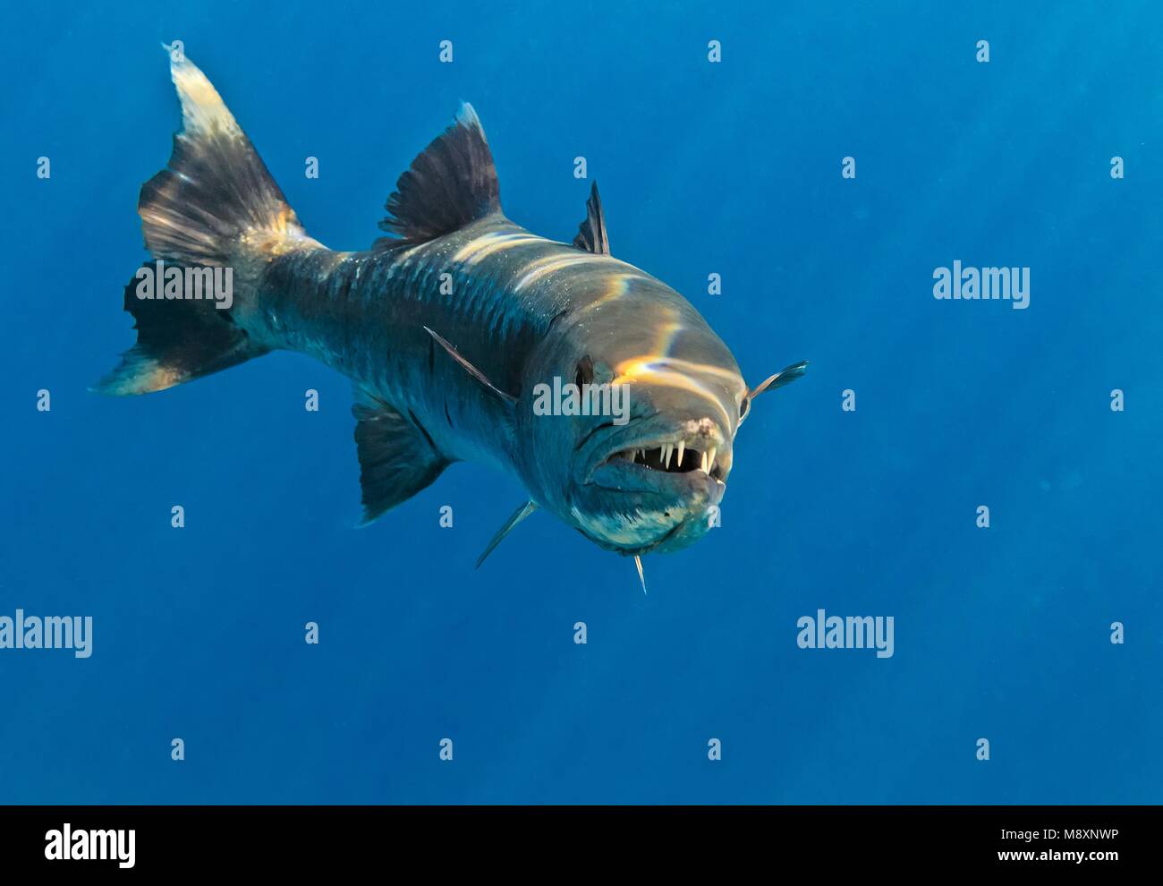 Barracuda in The Indian Ocean, Maldives Stock Photo - Alamy