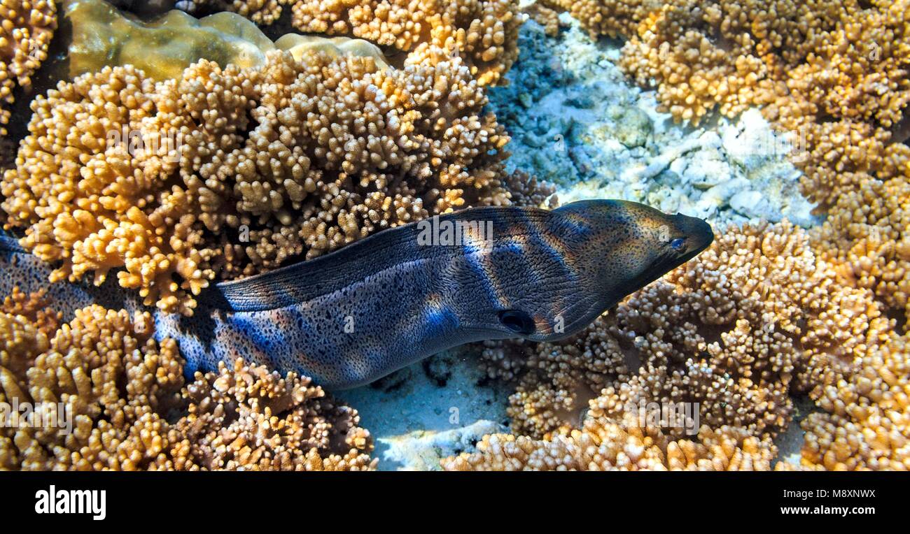 Moray eel is on coral reef, Maldives, The Indian Ocean Stock Photo - Alamy