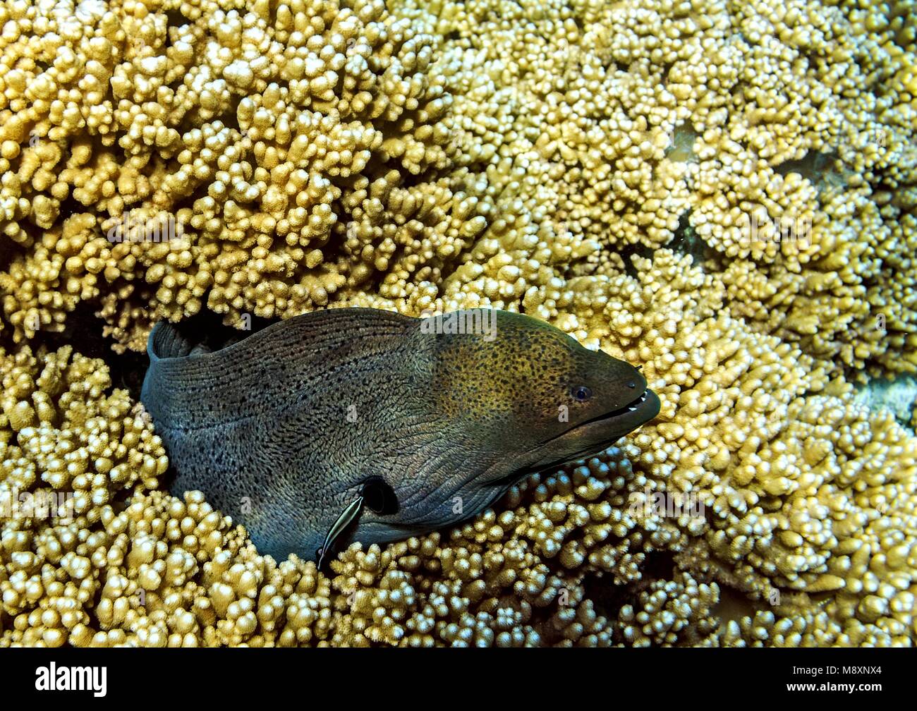 Moray eel is on coral reef, Maldives, The Indian Ocean Stock Photo - Alamy