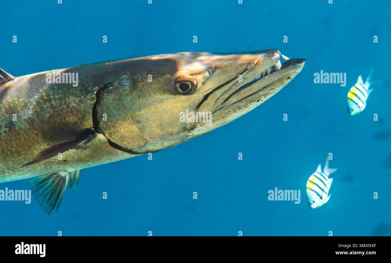 Barracuda is hunting in The Indian Ocean, Maldives Stock Photo - Alamy