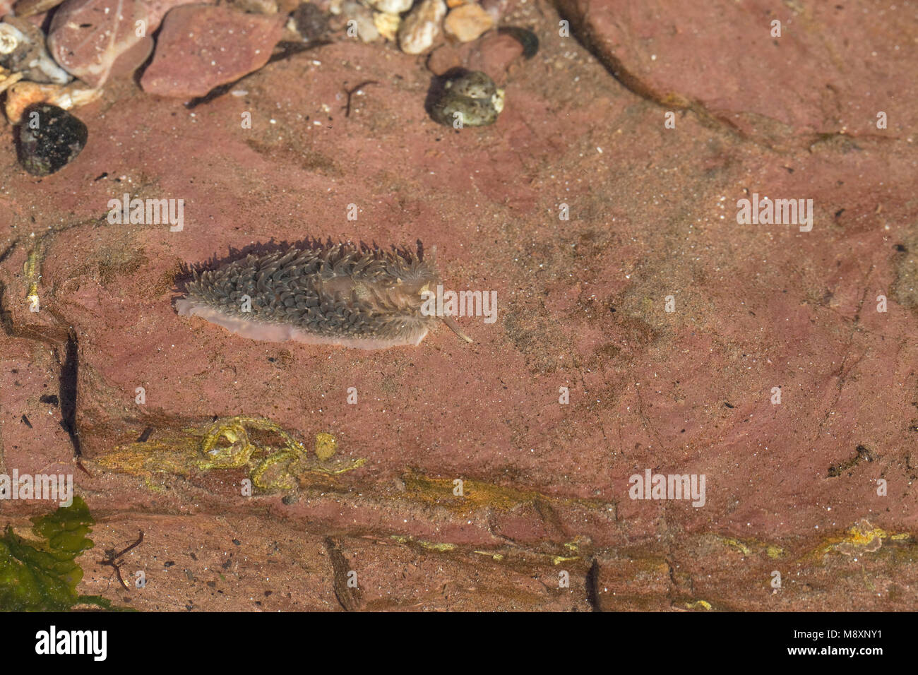 Common Grey Sea Slug (Aeolidia papillosa Stock Photo - Alamy