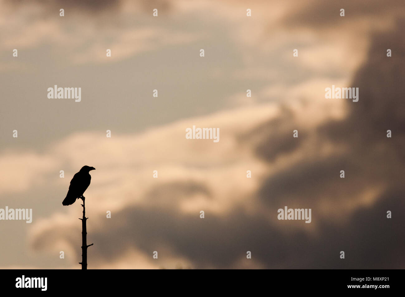 Raaf silhouet in dode boom; Common Raven in dead tree, silhouet Stock ...