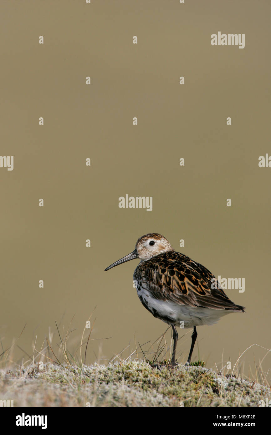 Bonte Strandloper in zomerkleed; Dunlin in summerplumage Stock Photo ...