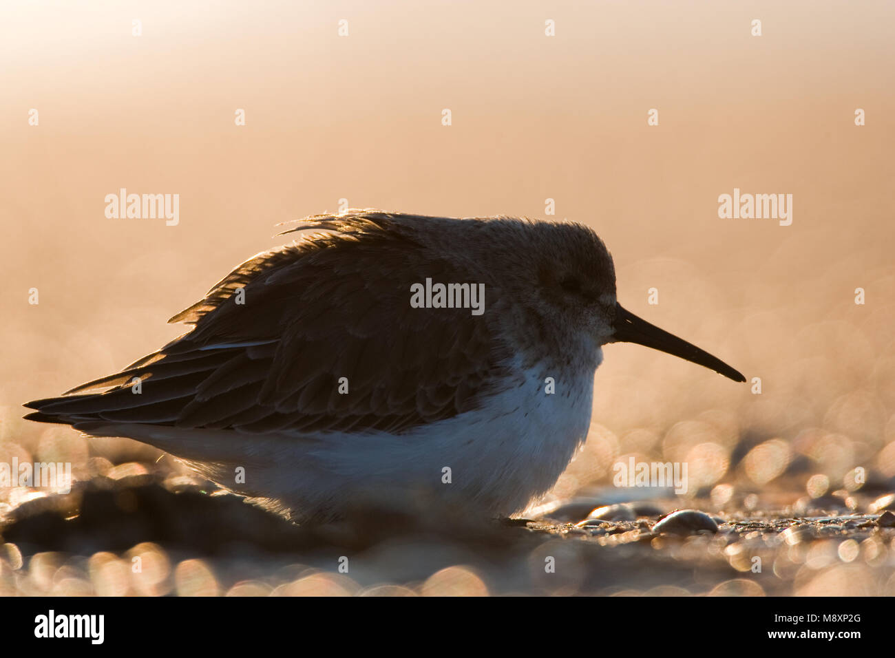 Eerste winterkleed Bonte Strandloper; First winter Dunlin Stock Photo ...