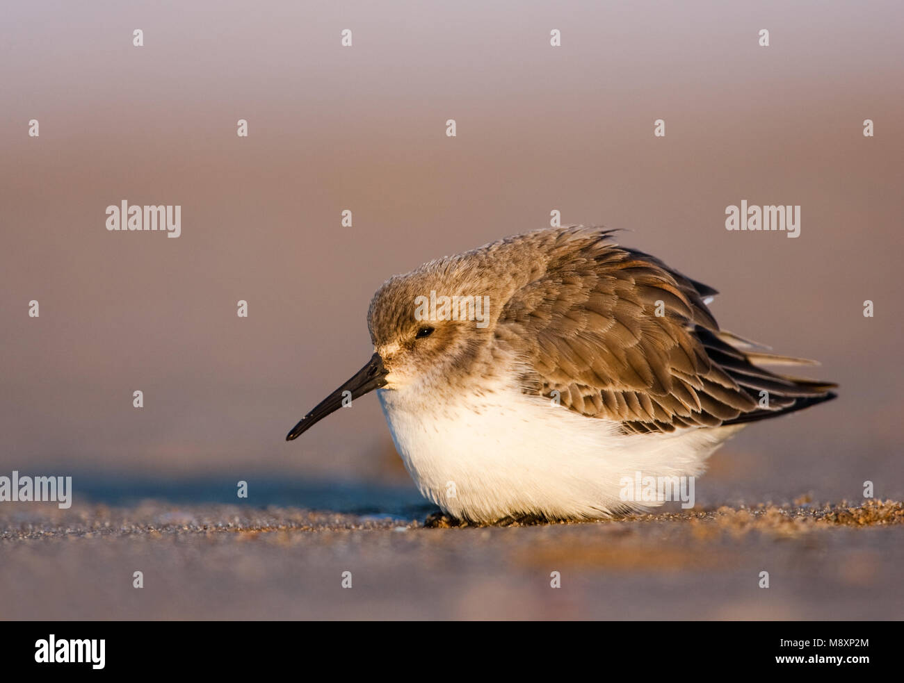 Eerste winterkleed Bonte Strandloper; First winter Dunlin Stock Photo ...