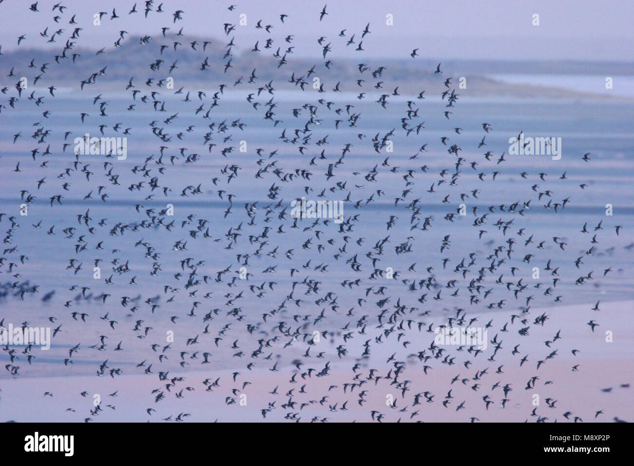 Bonte Strandloper in vlucht; Dunlin in flight Stock Photo - Alamy