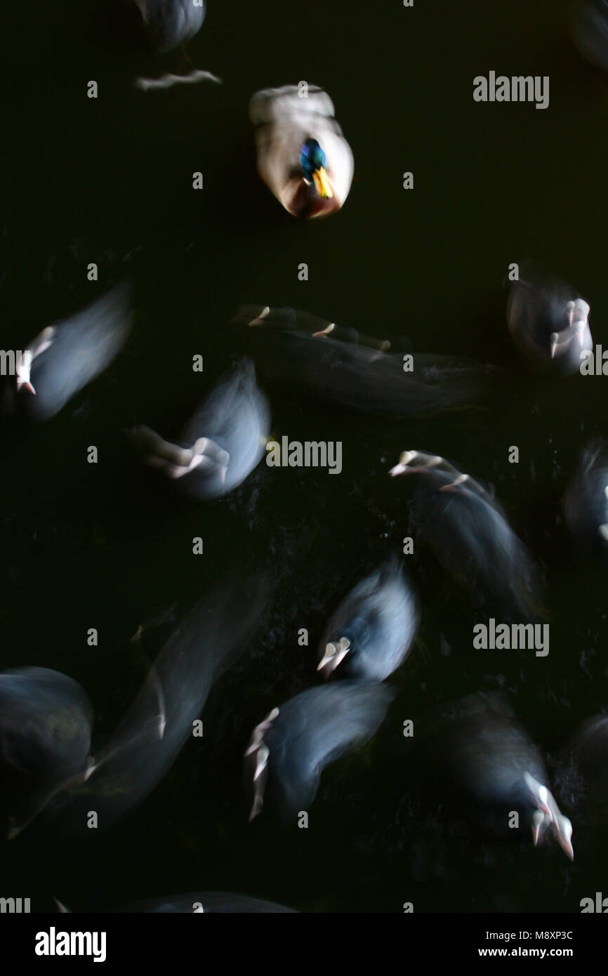 Meerkoeten; Eurasian Coot Stock Photo - Alamy