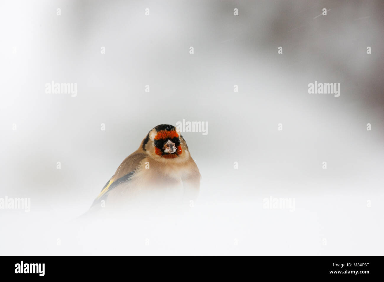 Putter in de sneeuw; European Goldfinch in snow Stock Photo - Alamy
