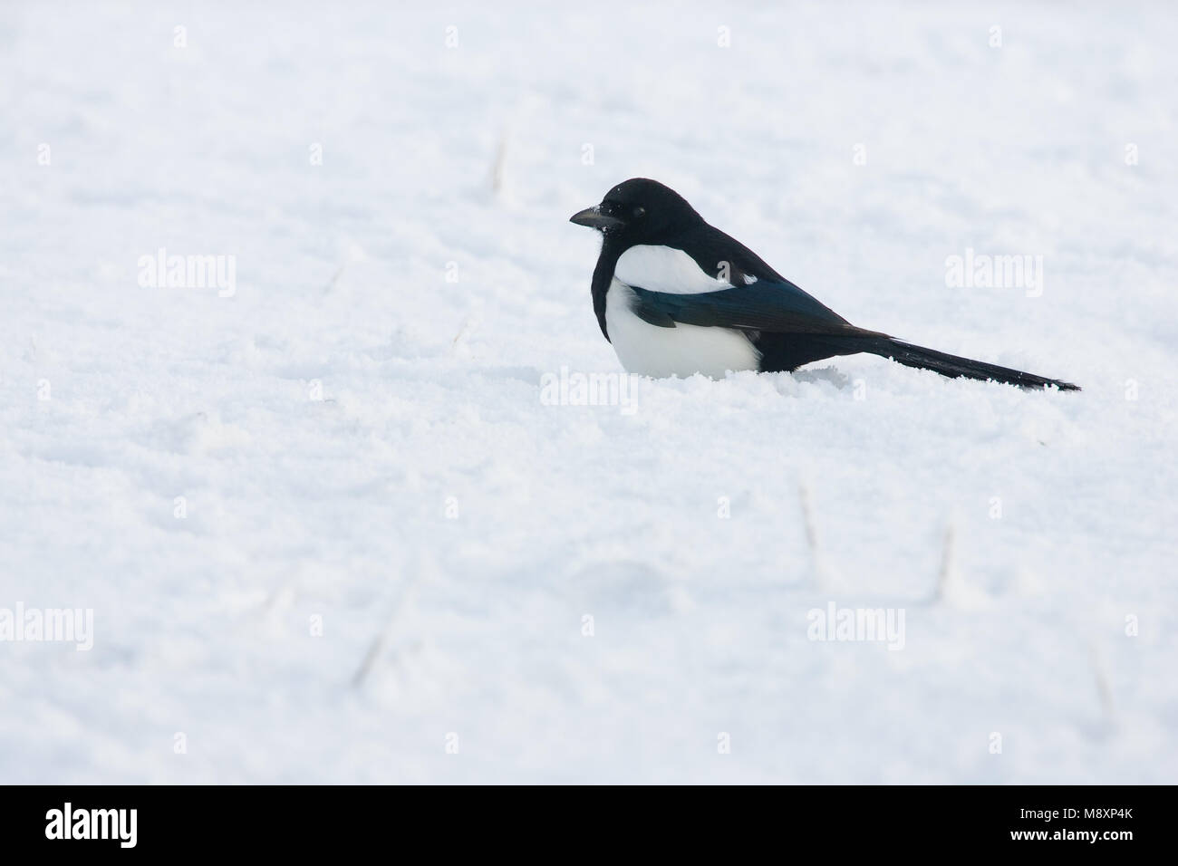 Magpie winter hi-res stock photography and images - Alamy