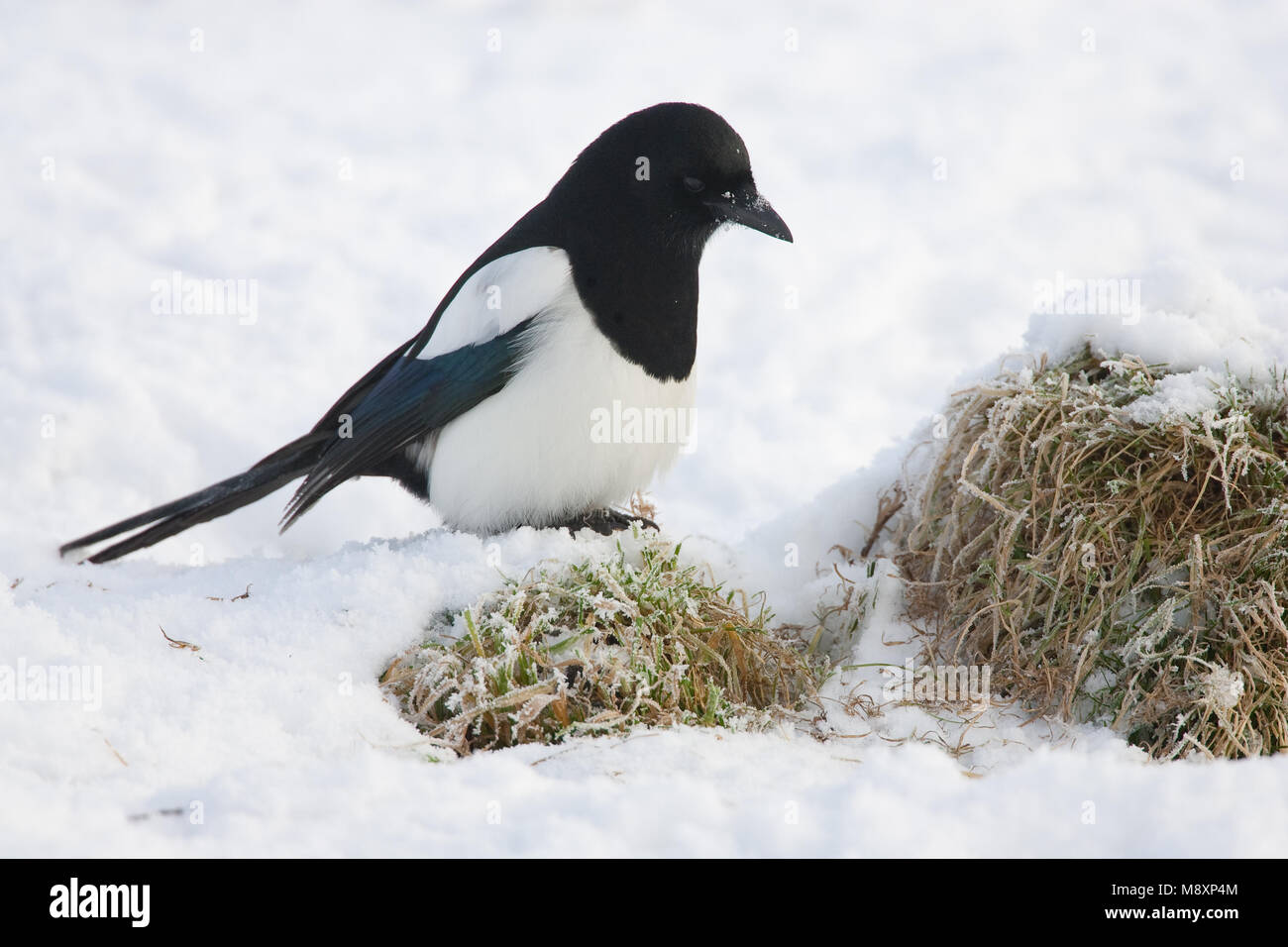 Magpie winter hi-res stock photography and images - Alamy