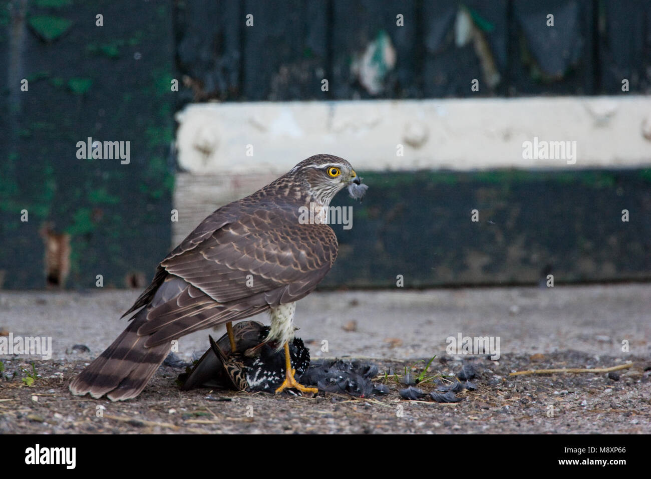 Juveniele Sperwer vangt Spreeuw; Juvenile Eurasian Sparrowhawk catching ...