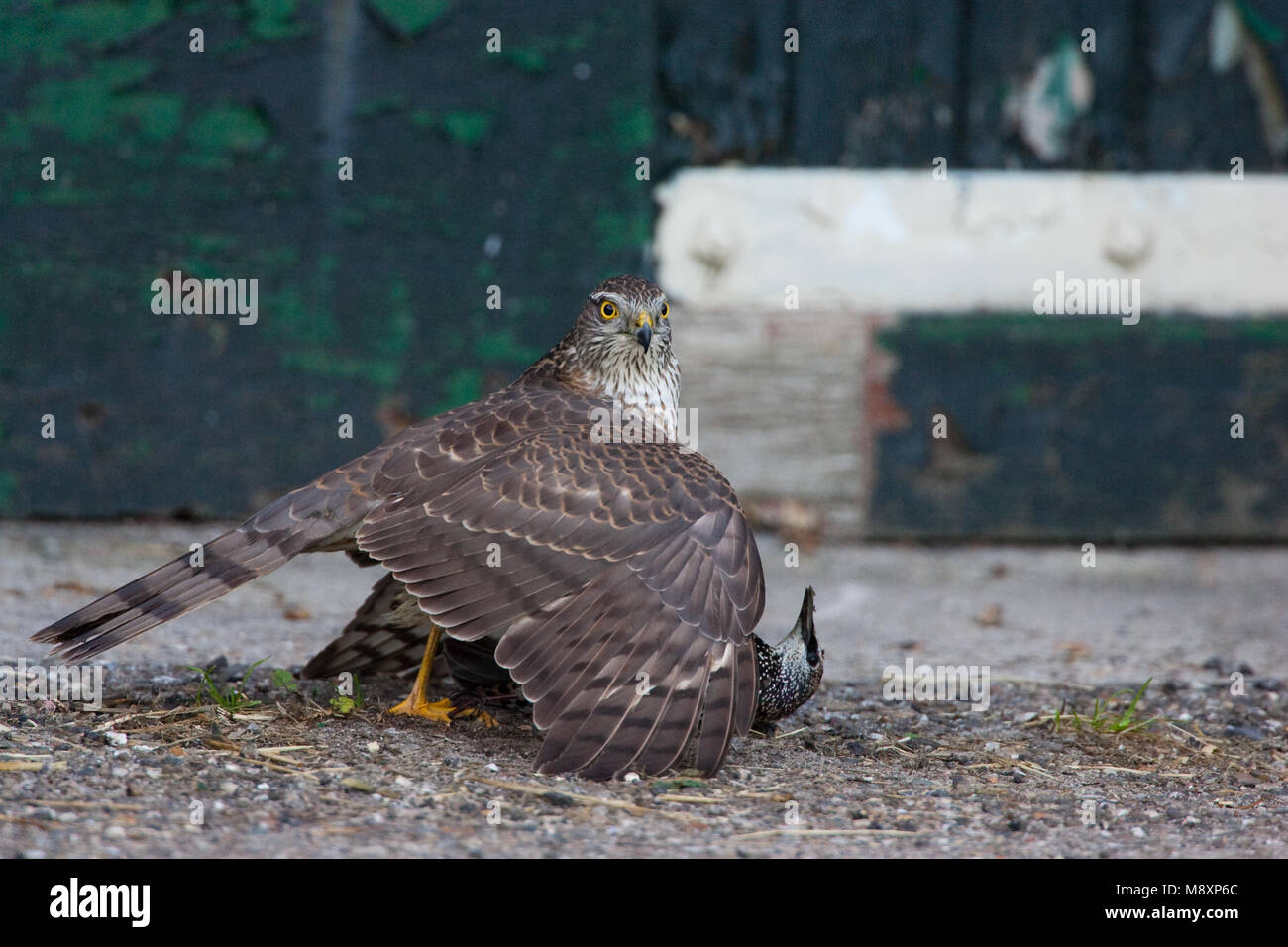 Juveniele Sperwer vangt Spreeuw; Juvenile Eurasian Sparrowhawk catching ...