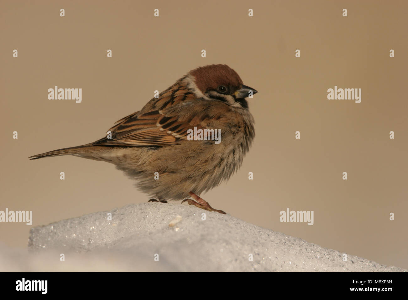 Ringmus; Eurasian Tree Sparrow Stock Photo - Alamy