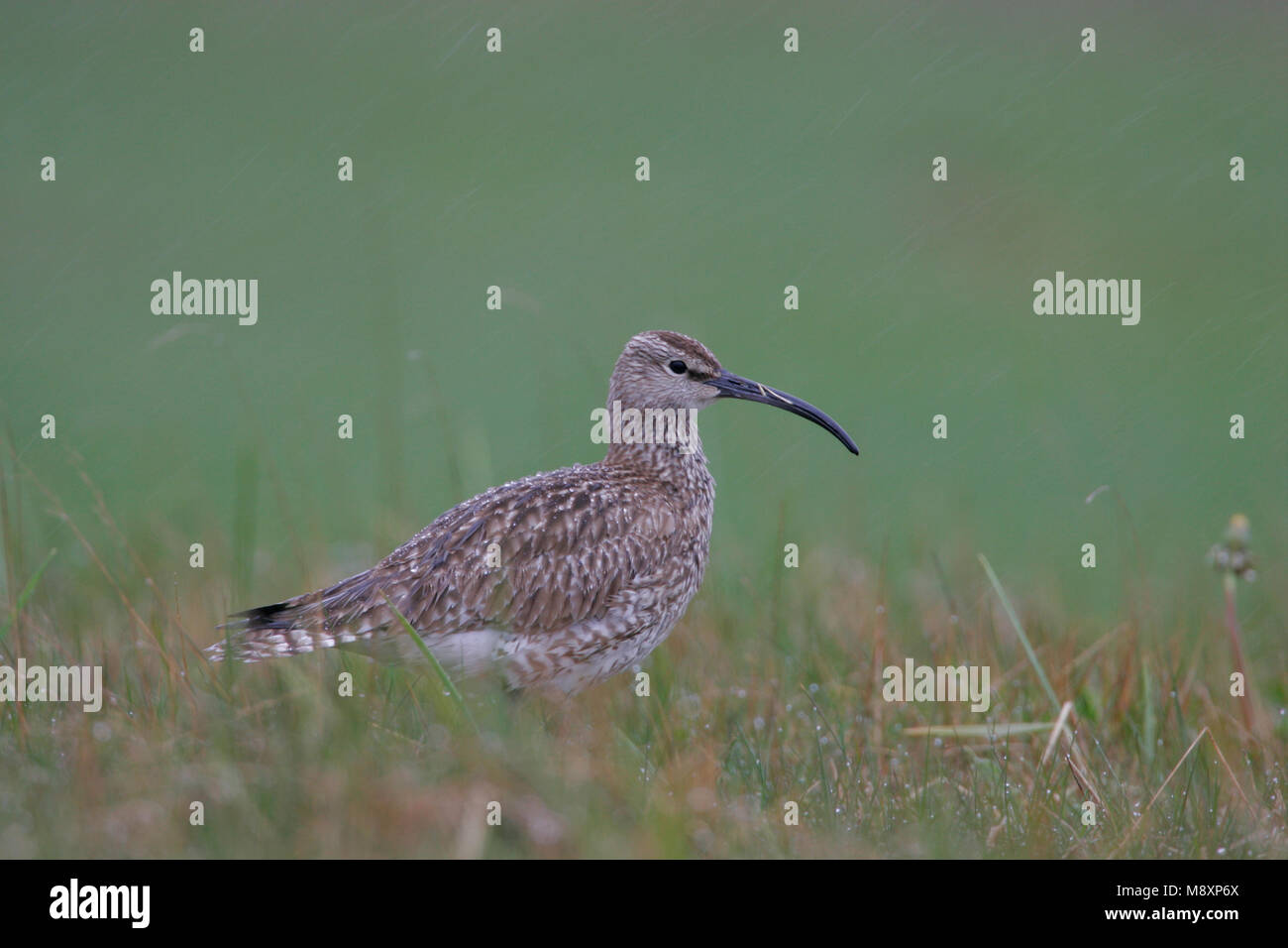 Regenwulp; Eurasian Wimbrel Stock Photo - Alamy