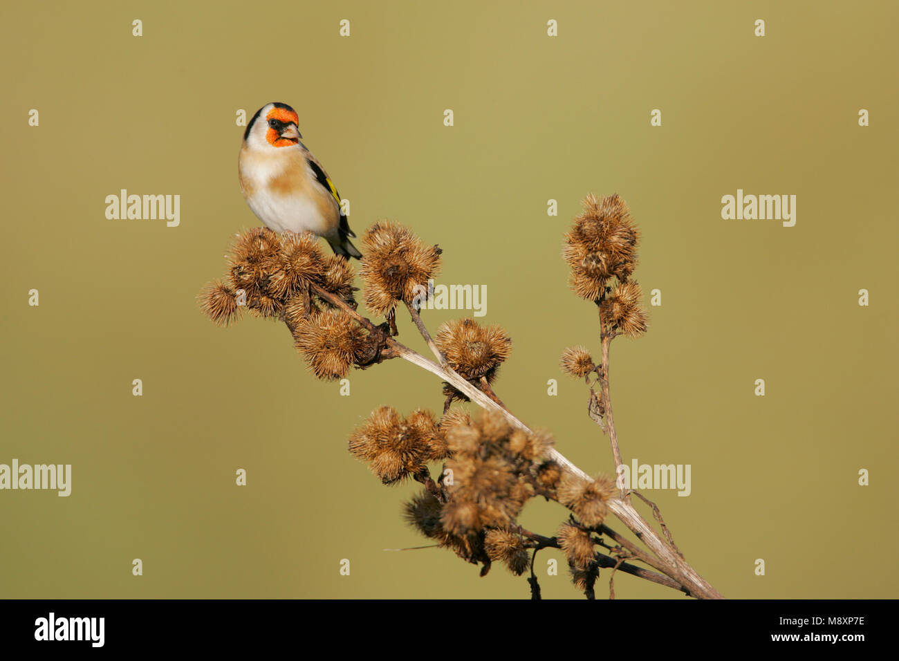 Putter zittend; European Goldfinch perched Stock Photo - Alamy