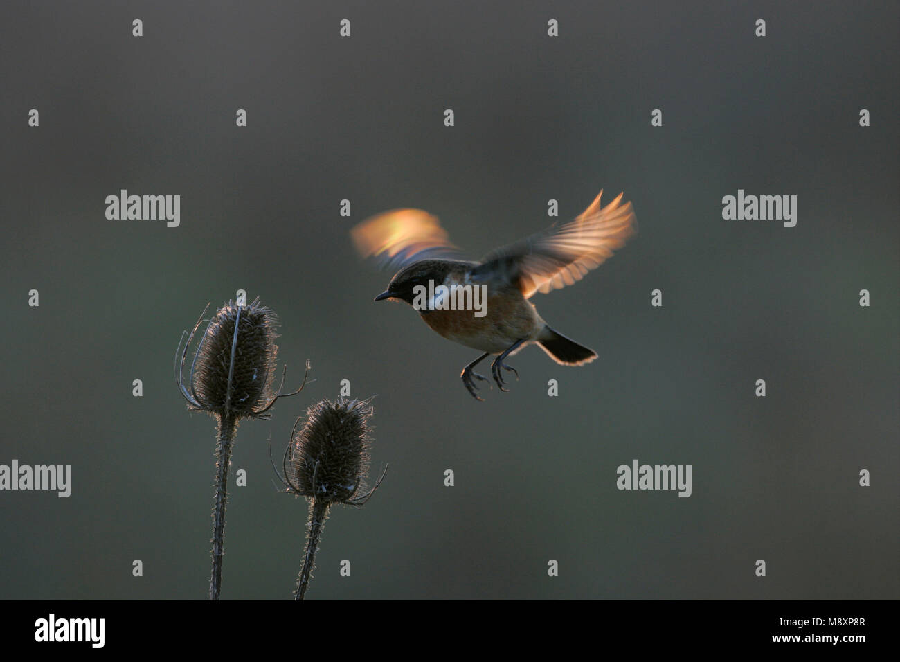 Saxicola flying flight hi-res stock photography and images - Alamy