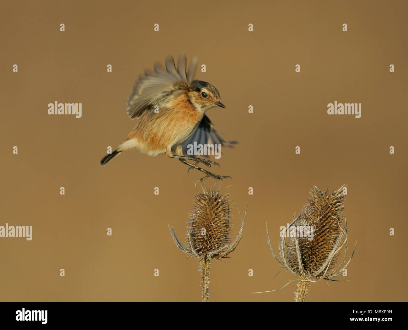 Saxicola flying flight hi-res stock photography and images - Alamy