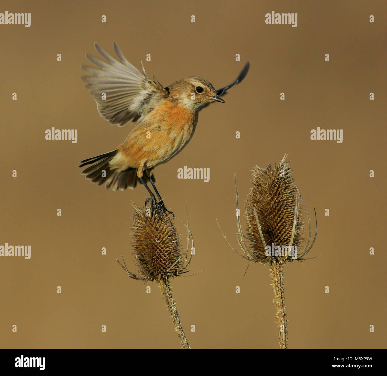 Saxicola flying flight hi-res stock photography and images - Alamy