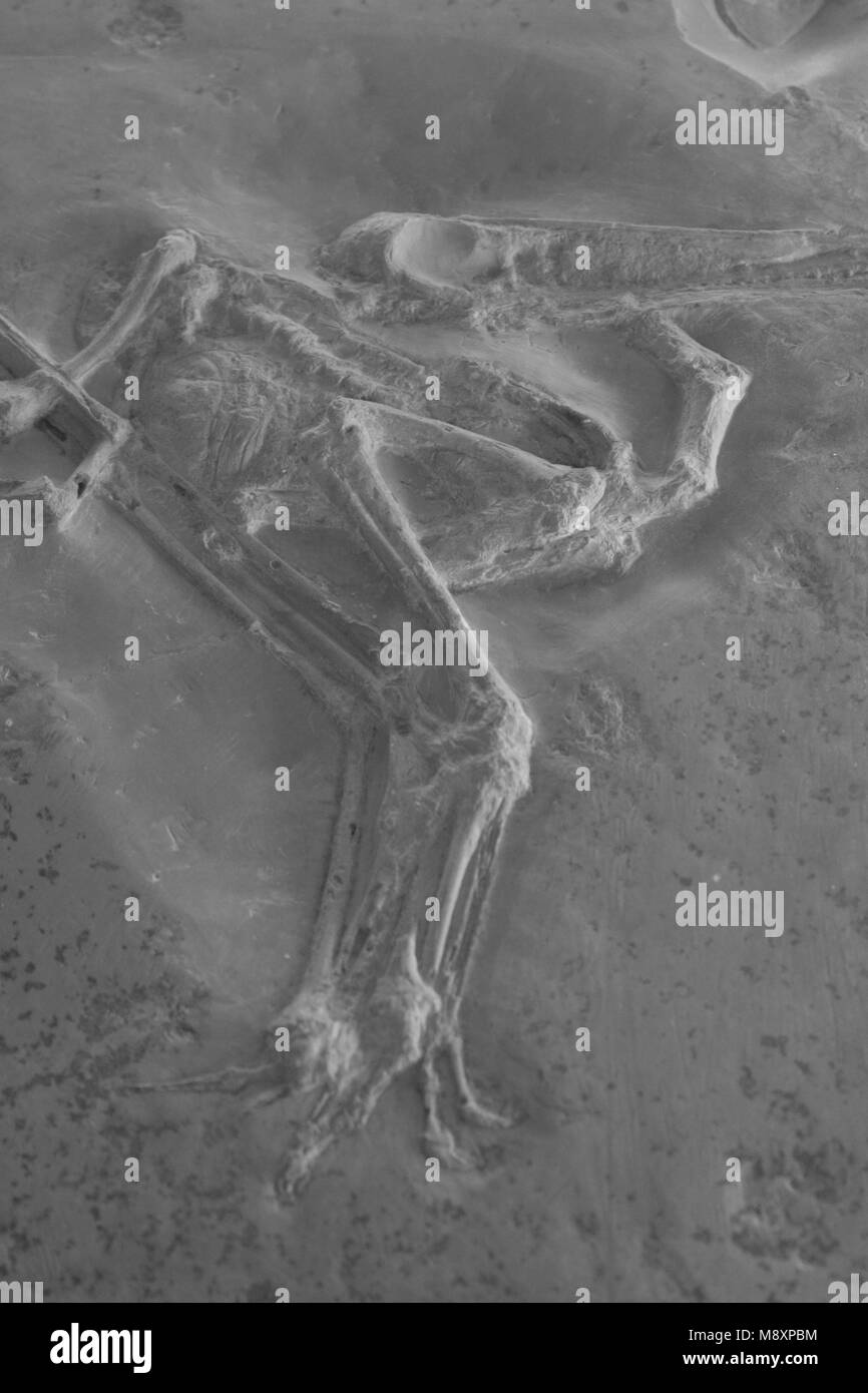 Fossiele High Resolution Stock Photography and Images - Alamy