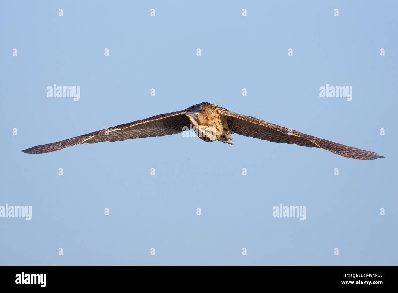 Roerdomp in vlucht; Eurasian Bittern in flight Stock Photo - Alamy