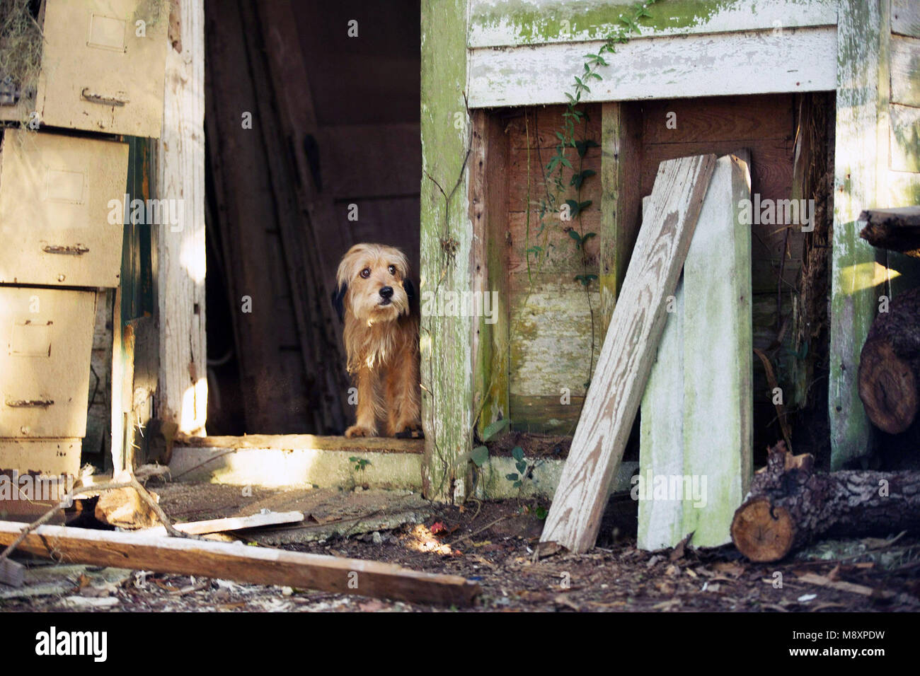 BENJI, 2018. © Netflix /Courtesy Everett Collection Stock Photo - Alamy