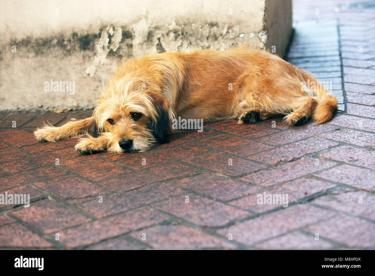BENJI, 2018. © Netflix /Courtesy Everett Collection Stock Photo - Alamy