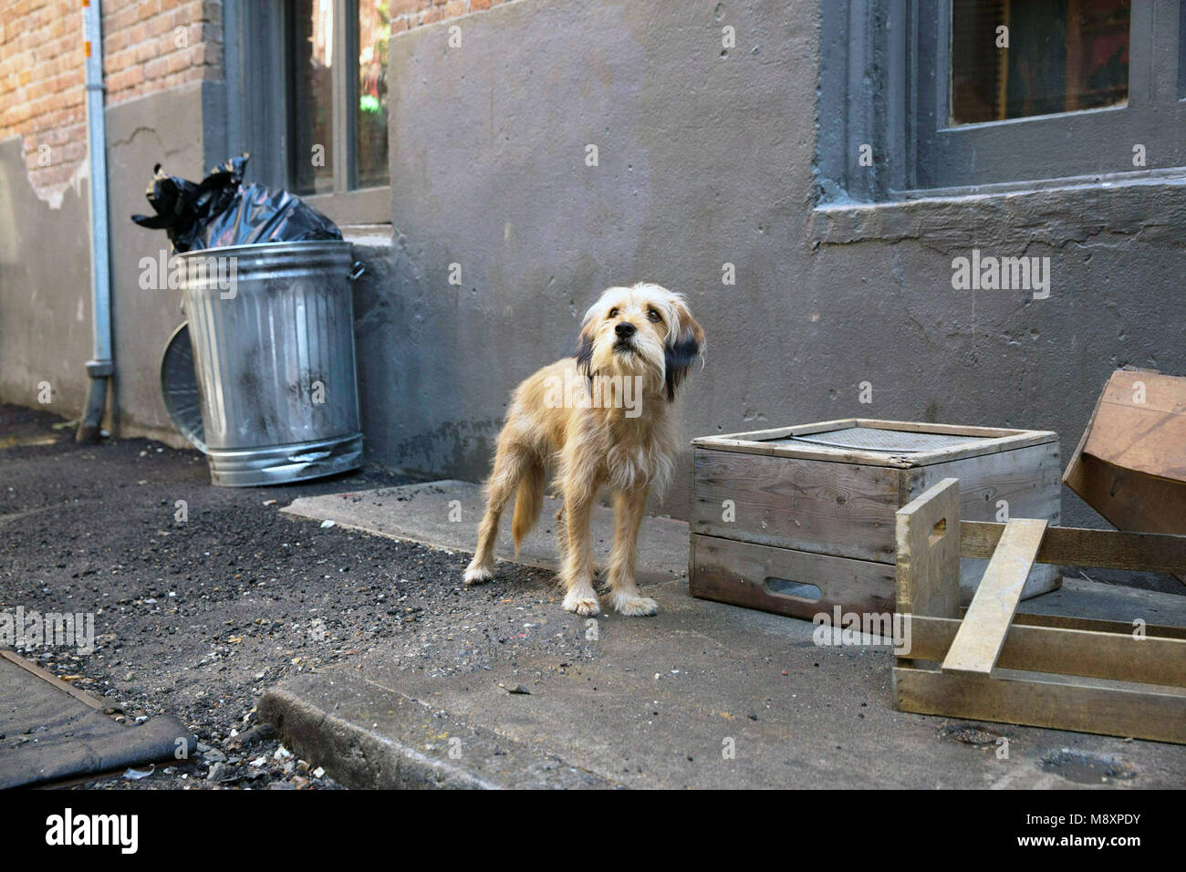 BENJI, 2018. © Netflix /Courtesy Everett Collection Stock Photo - Alamy
