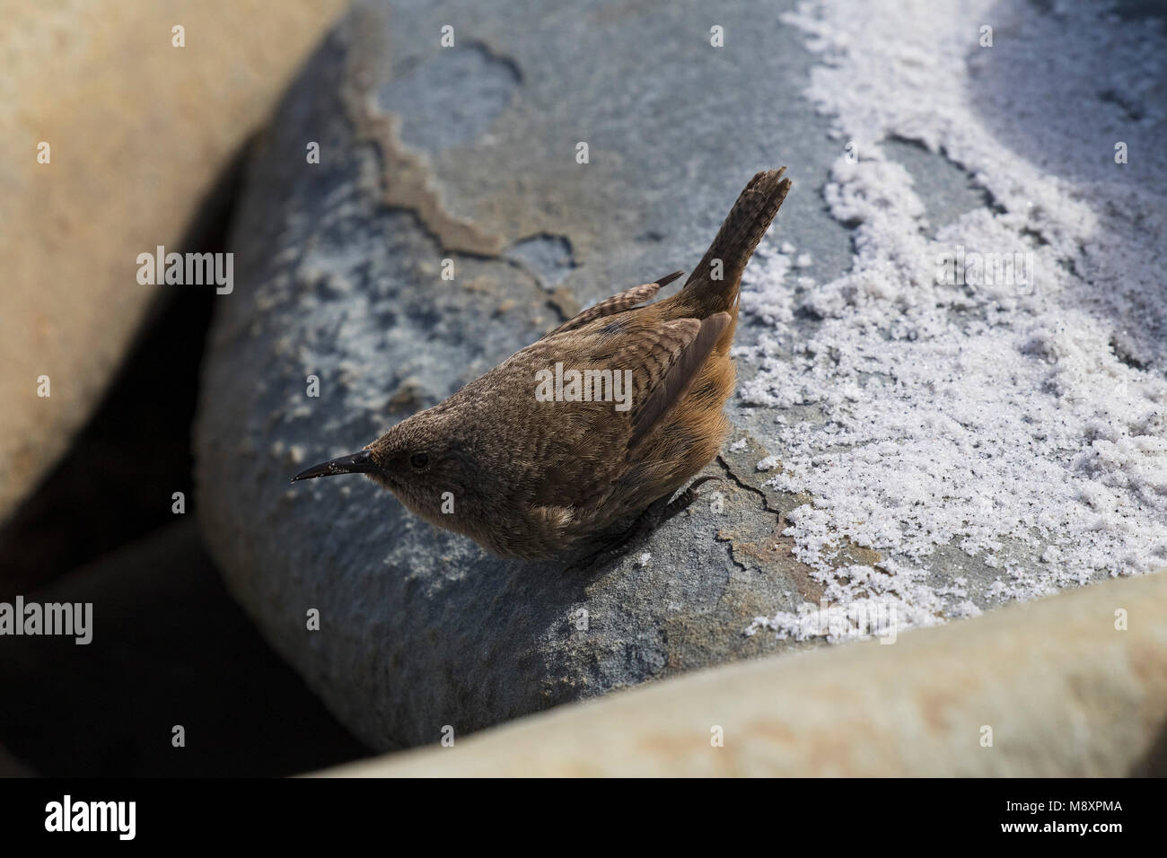Cobb's wren Troglodytes cobbi Sealion Island Falkland Islands December ...