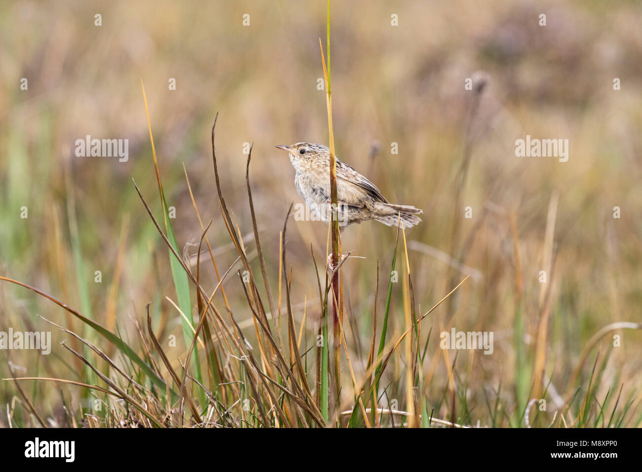 Falkland grass wren Cistothorus platensis falklandicus perched on grass ...