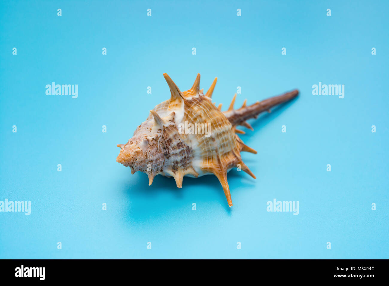 conch shell on a blue background Stock Photo - Alamy