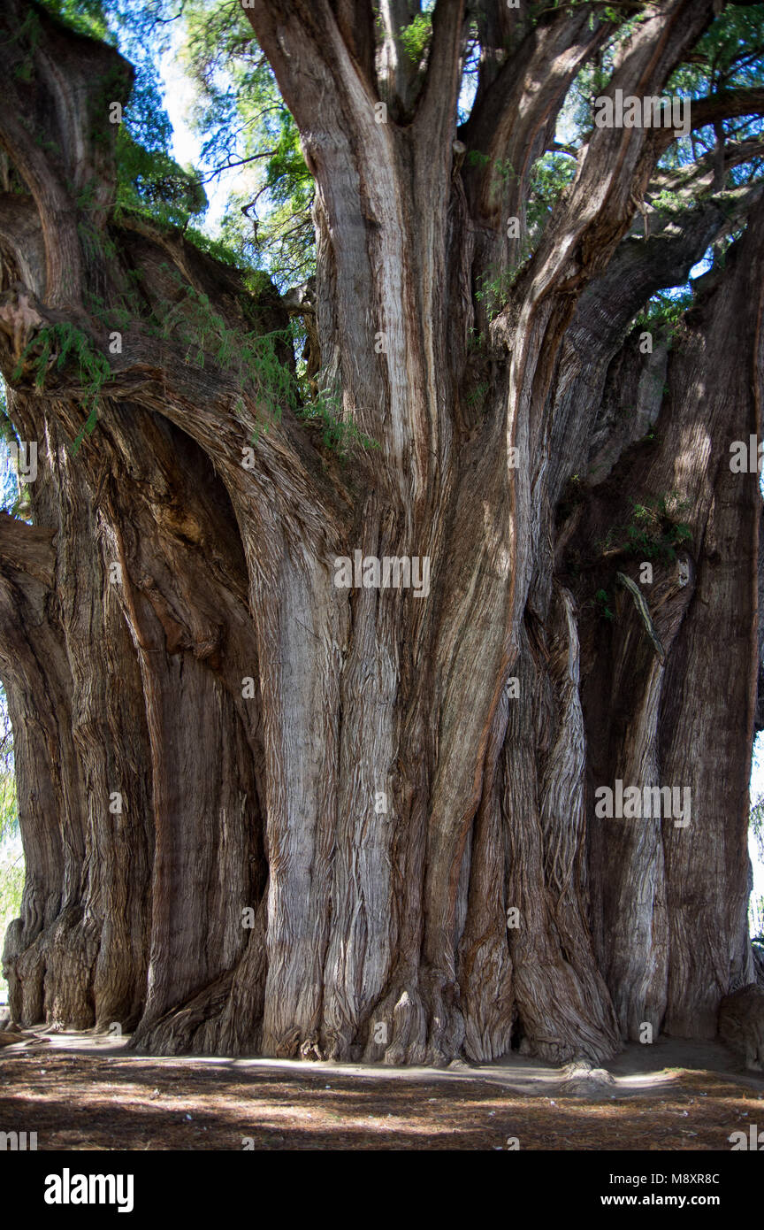The tule tree hi-res stock photography and images - Alamy