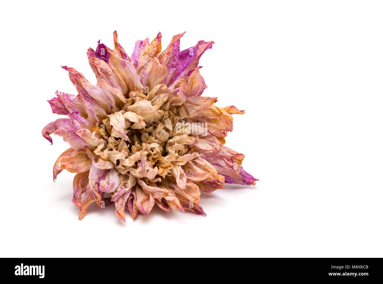 faded lilac chrysanthemum flower on white background Stock Photo - Alamy