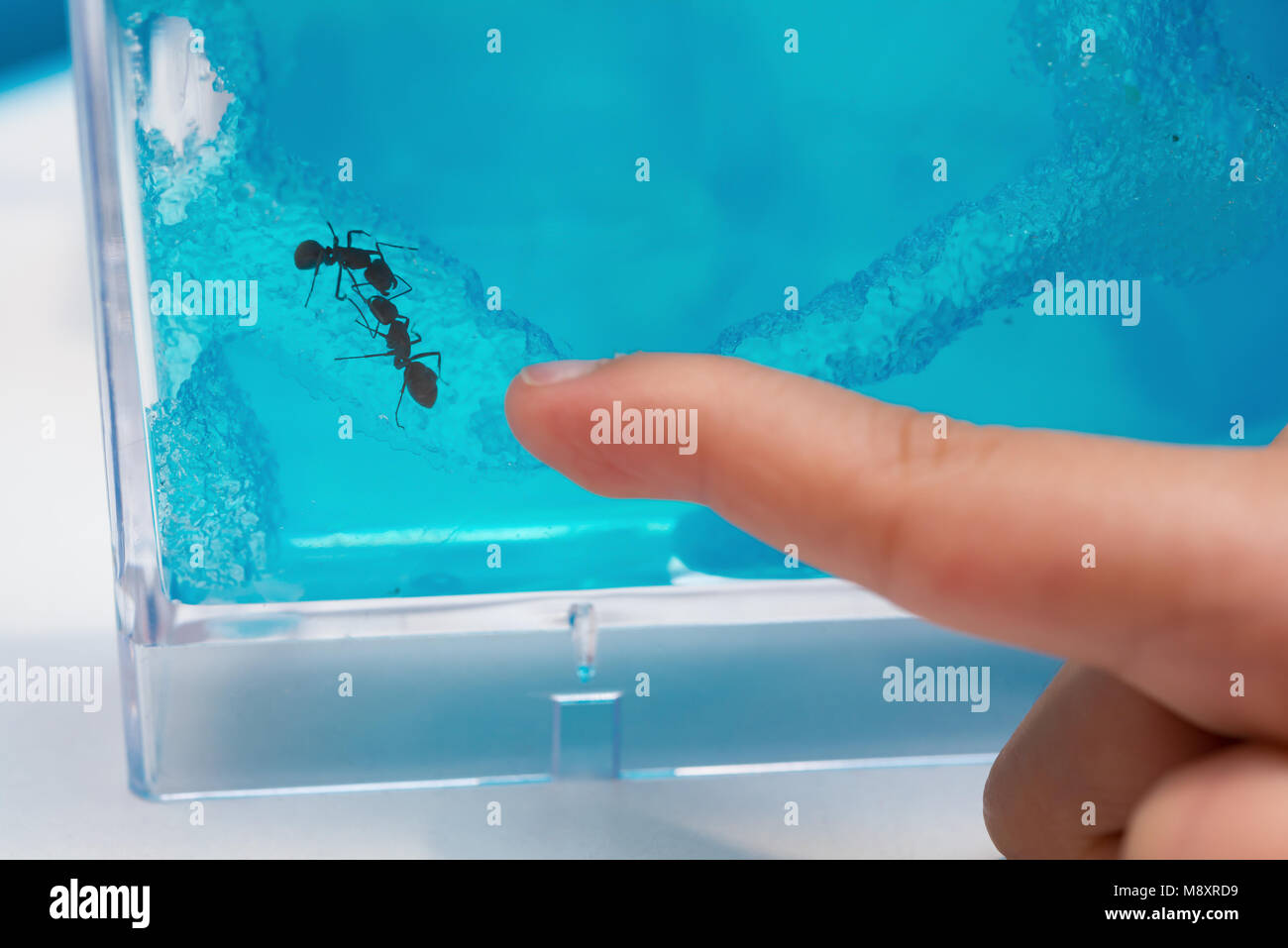 kid looking at a transparent container with ant working in a tunnel ...