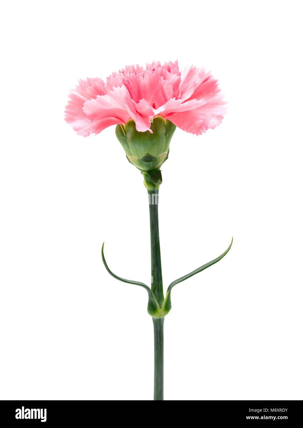 carnation close up on a white background Stock Photo - Alamy