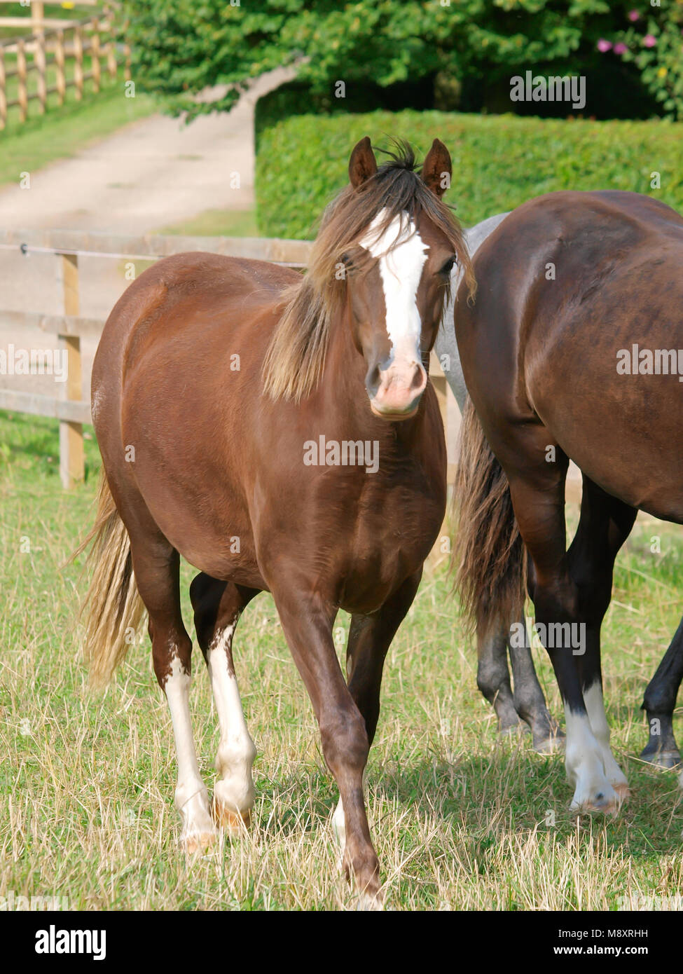 A pretty Welsh pony stands in a paddock Stock Photo - Alamy