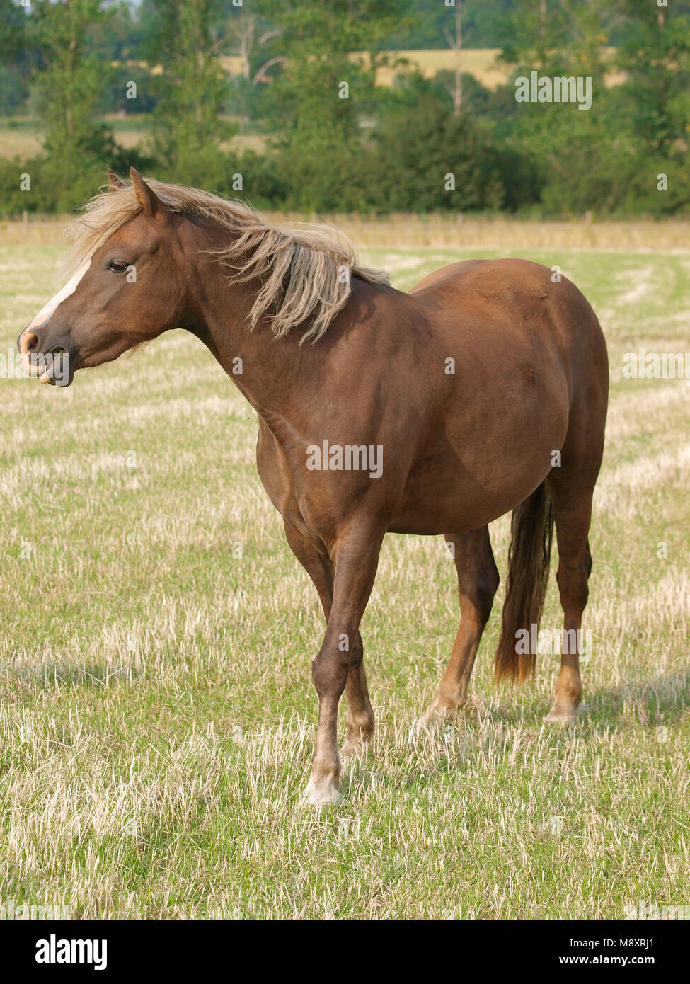 A pretty Welsh pony stands in a paddock Stock Photo - Alamy