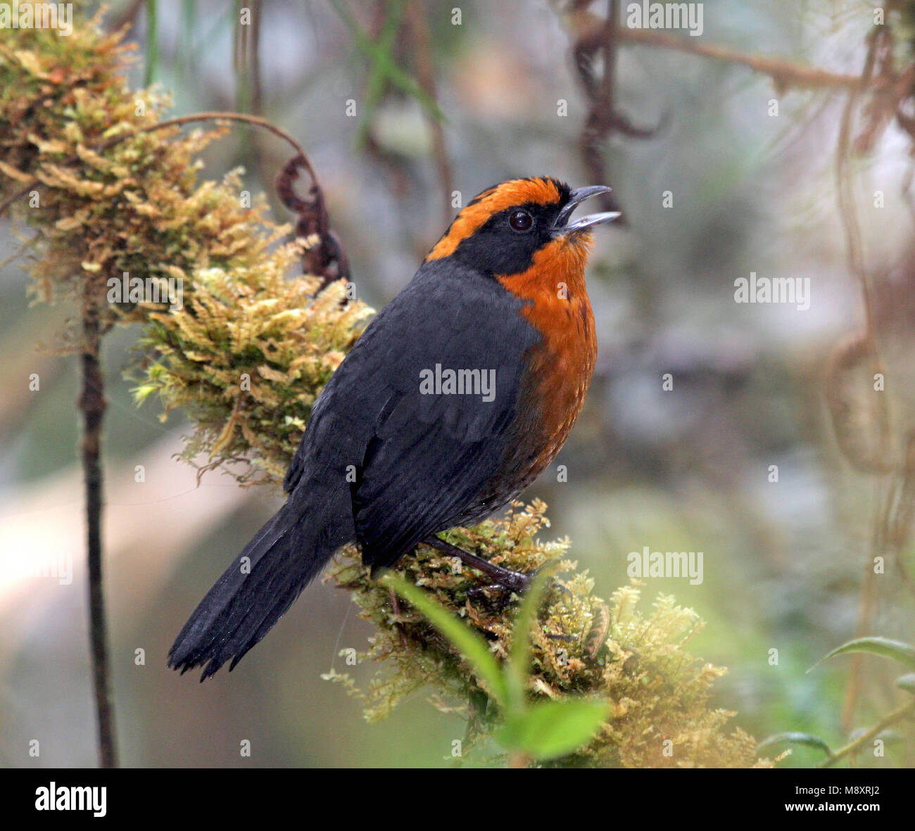 Montane bird hi-res stock photography and images - Alamy