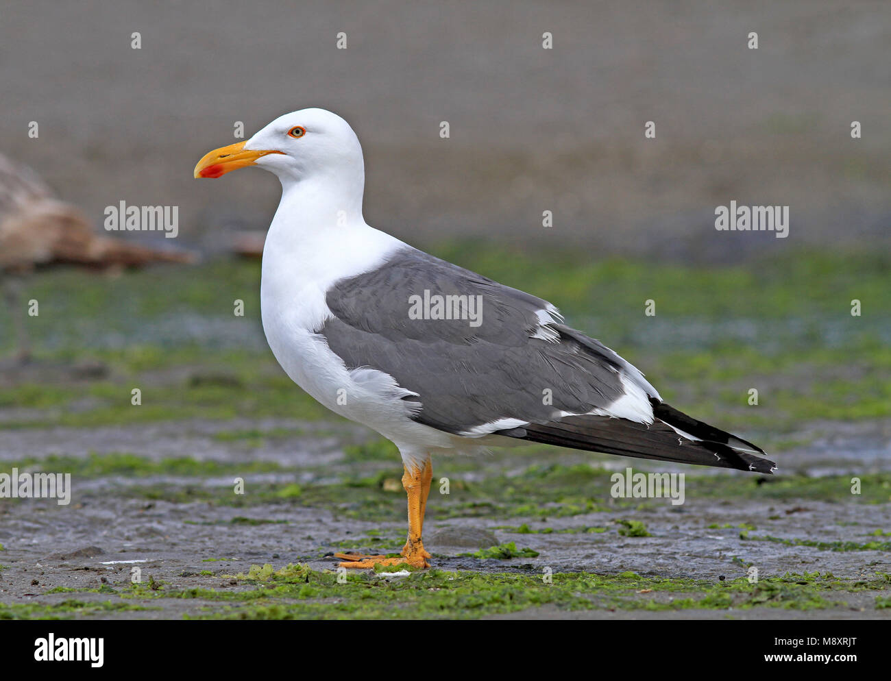 Mexicaanse meeuw hi-res stock photography and images - Alamy