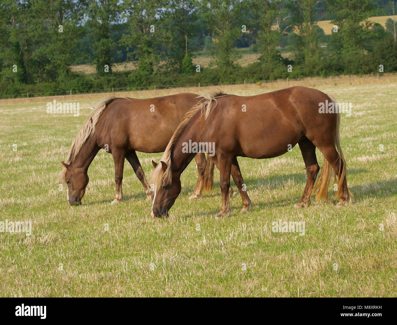 Two horses graze in a summer paddock Stock Photo - Alamy