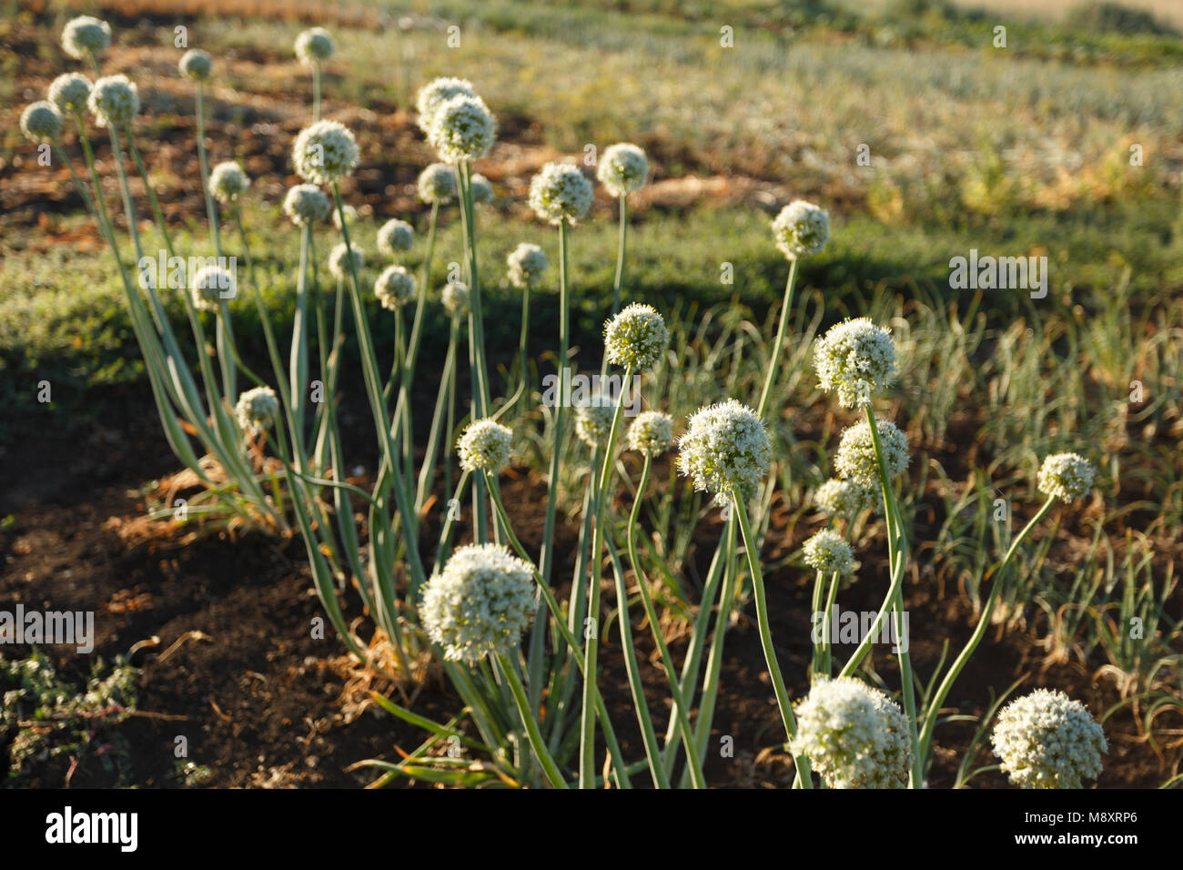 Beautiful onion blooming in the gsrden close Stock Photo - Alamy