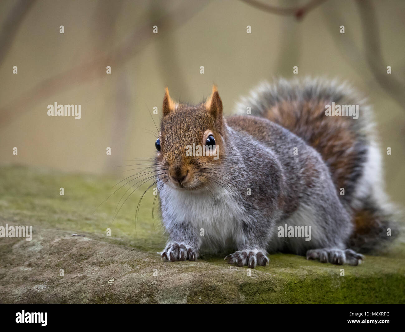 Gray squirrel england hi-res stock photography and images - Alamy