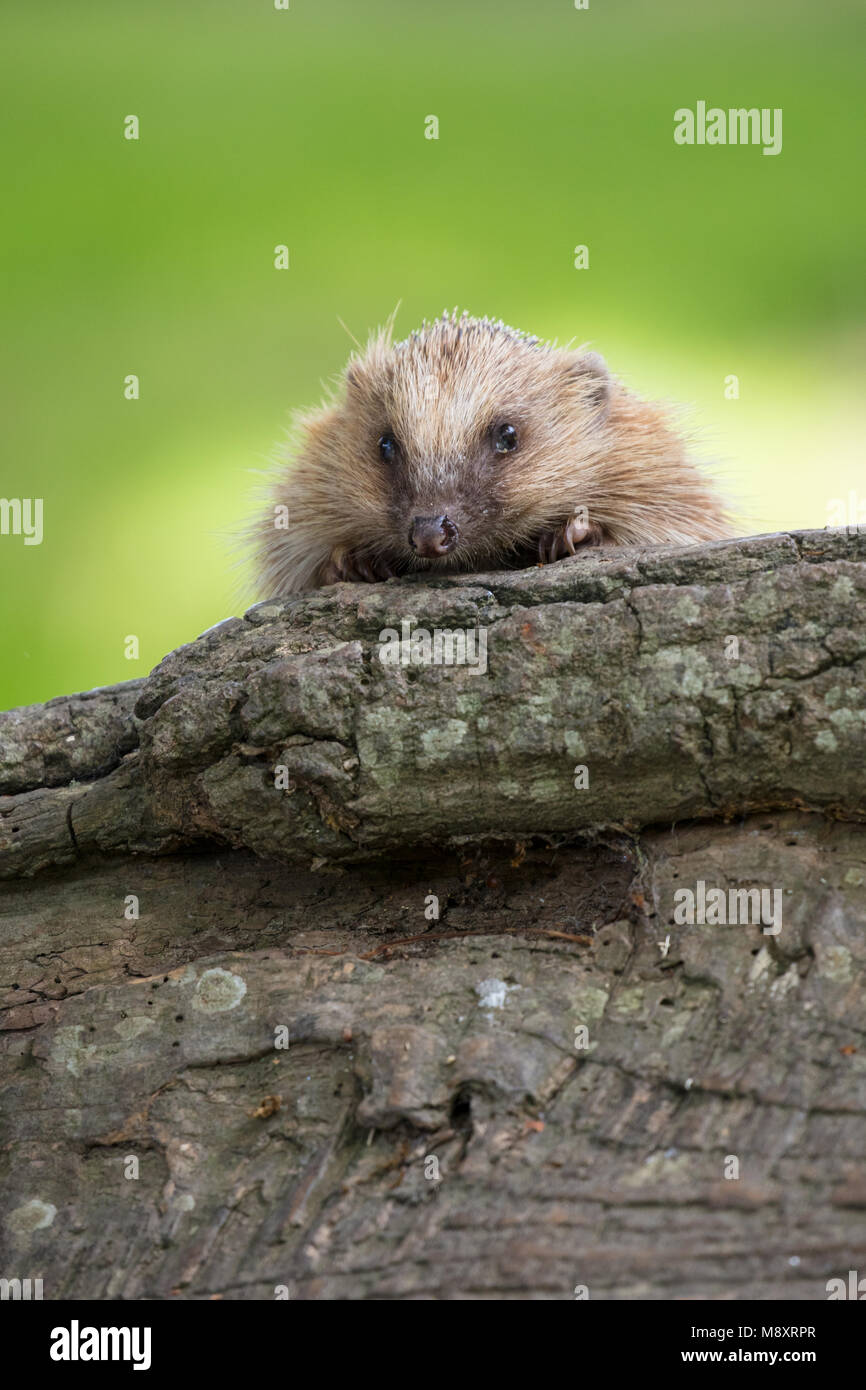 Hedgehog tree hi-res stock photography and images - Alamy