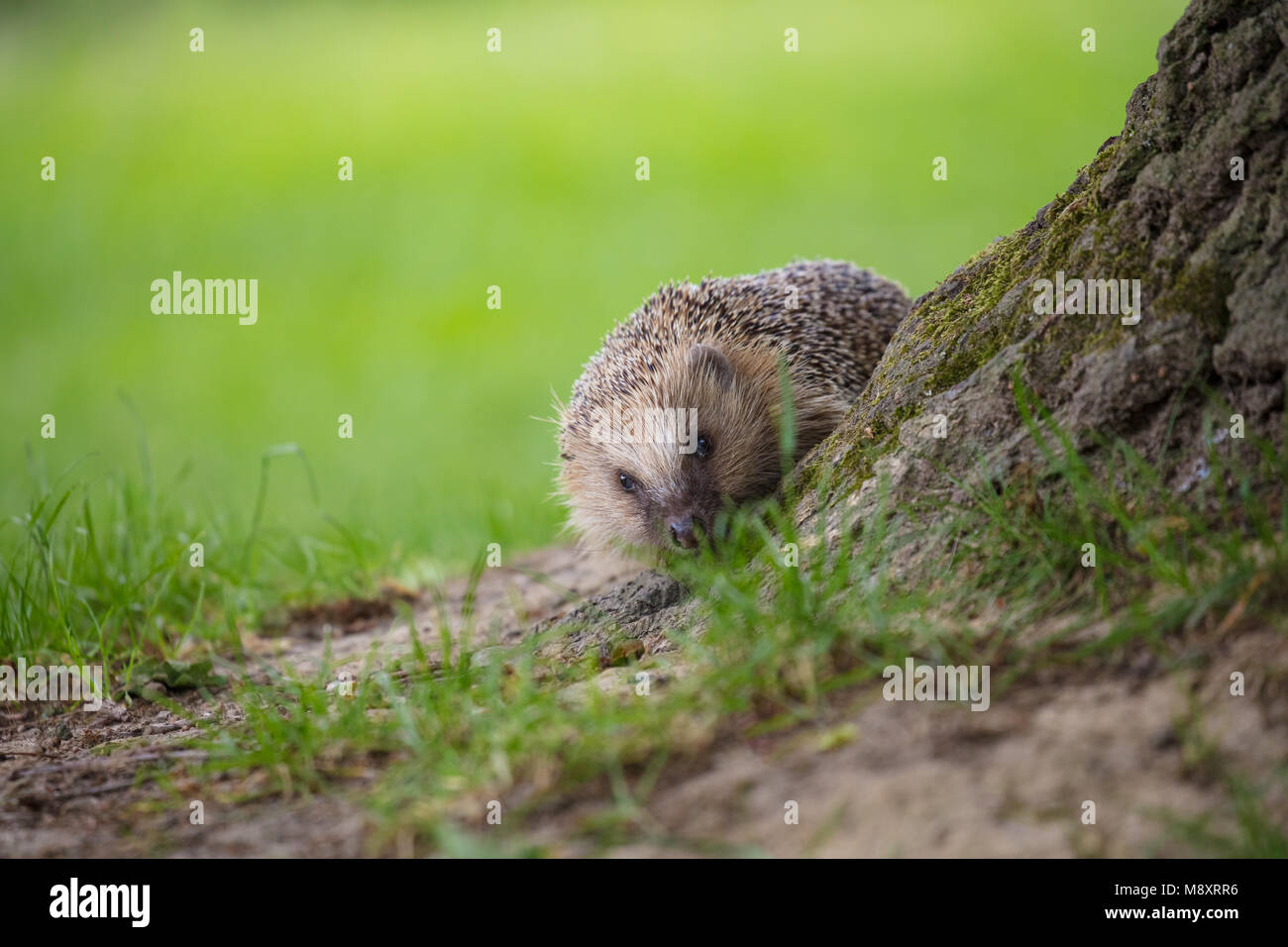 Hedgehog making his way around the base of a large tree Stock Photo - Alamy
