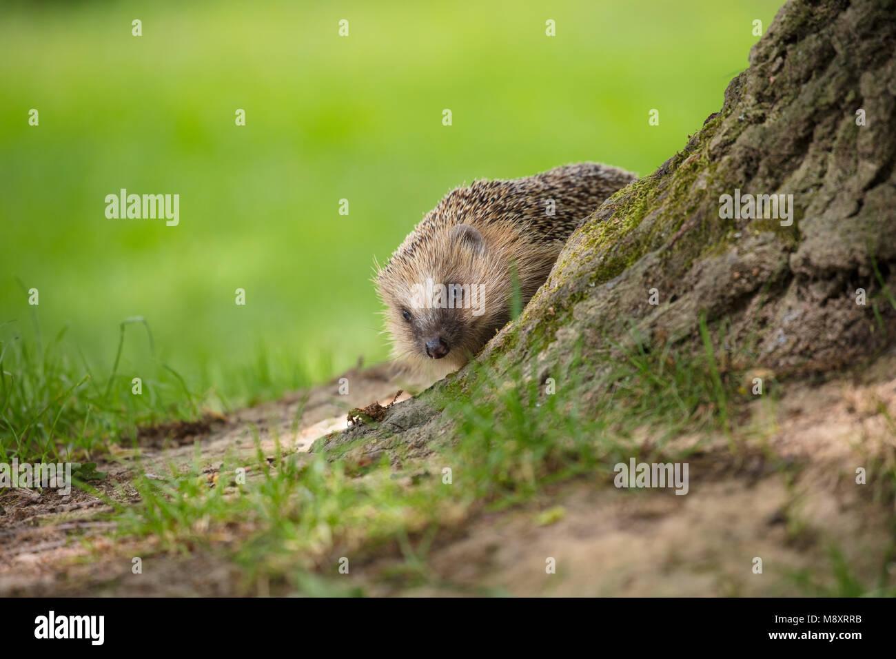 Hedgehog tree hi-res stock photography and images - Alamy