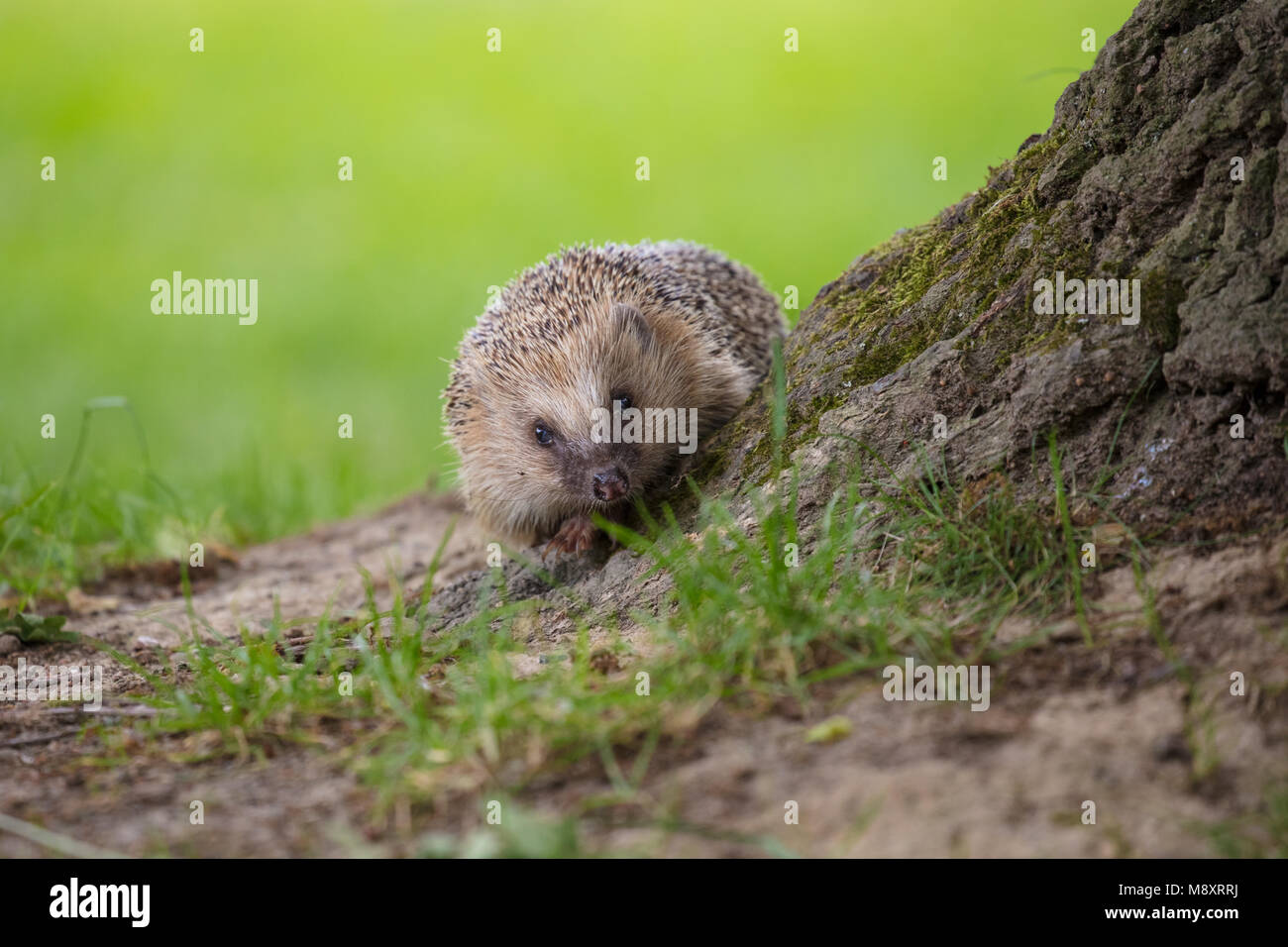 Hedgehog making his way around the base of a large tree Stock Photo - Alamy
